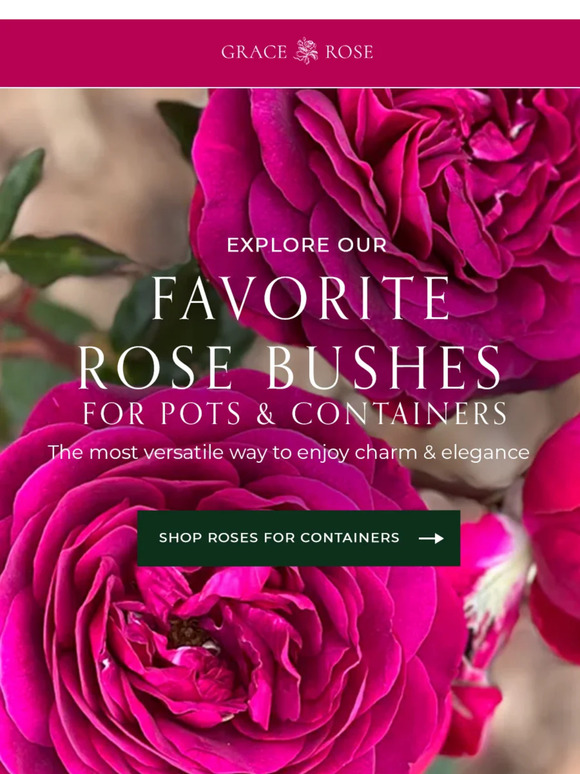 GRACE ROSE: Explore Our Favorite Rose Bushes for Pots & Containers | Milled