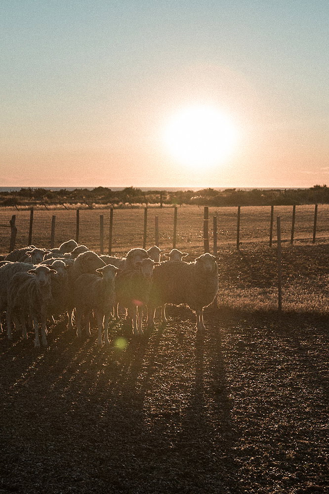 ASKET: The origins of our super fine Merino | Milled