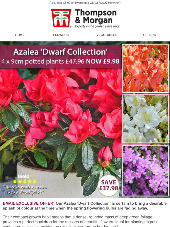 Thompson & Morgan: 4 Patio Evergreen Shrubs NOW UNDER £10! | Milled