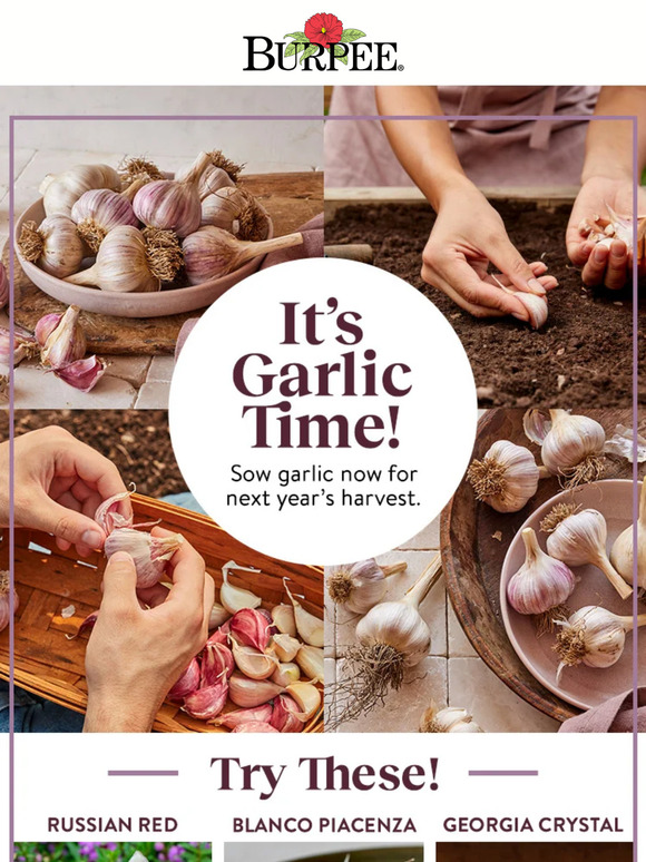 Burpee Gardening: Get garlic before it's gone! 🧄 | Milled