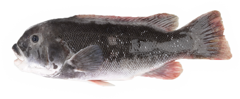 Fulton Fish Market: Try blackfish for a limited time! | Milled