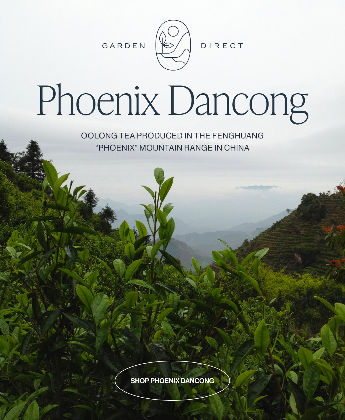 Rishi Tea: Phoenix Dancong: Garden Direct from Chaozhou | Milled