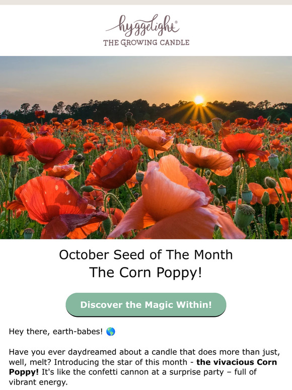 Hyggelight: Meet the Seed Star of October: The Corn Poppy 🎉 | Milled
