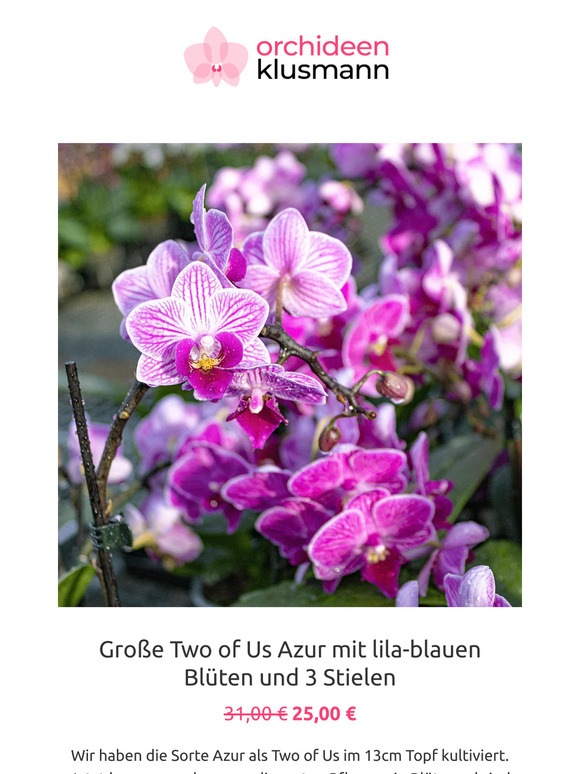 Orchideen Klusmann: 💜 In der Aktion: die Azur | Milled