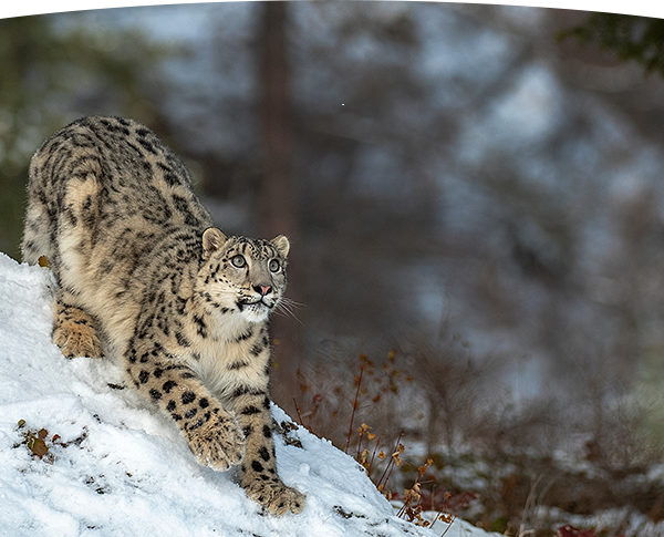 Exodus Travels: A Rare Chance: Discover Snow Leopards & Himalayan Magic ...
