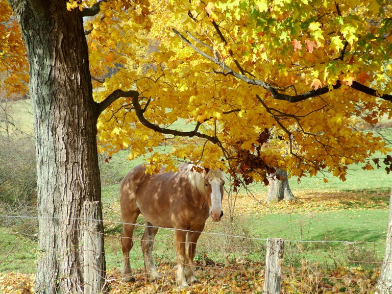 Lehman's: Simple Living Sunday: Fall Foliage at Its Finest 🍁 | Milled