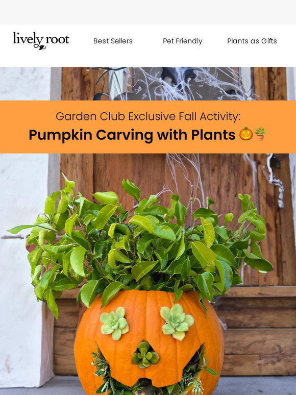 Lively Root (US): An Exclusive October Treat Inside 🎃 | Milled