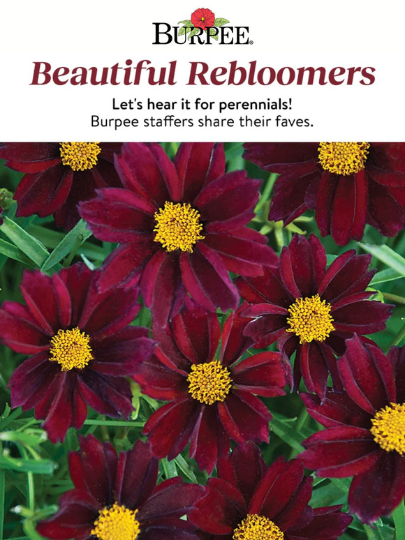 Burpee: Fall is for perennial planting! | Milled