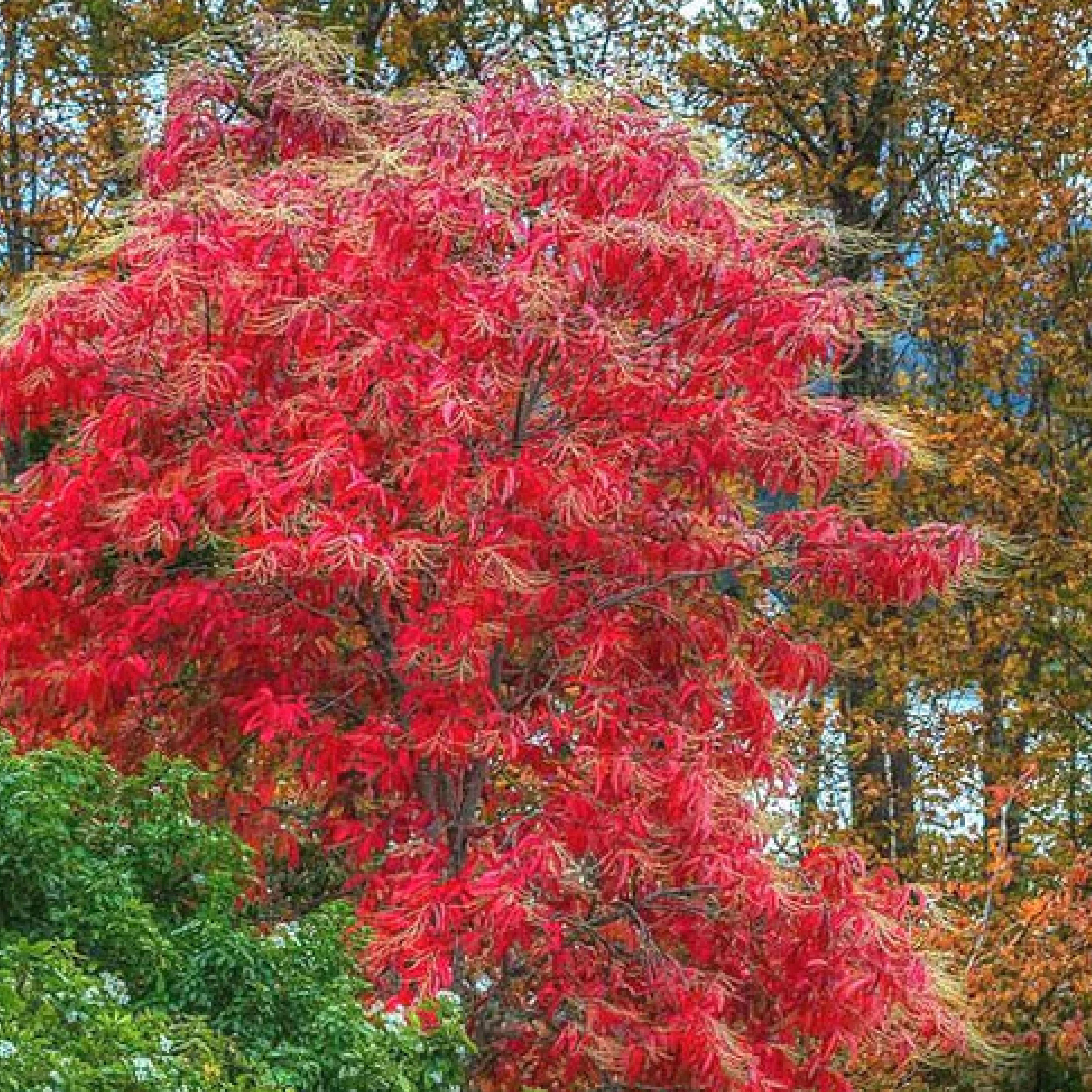 Garden Delights Nursery: 5 Fast Growing Trees Perfect For Fall Planting ...