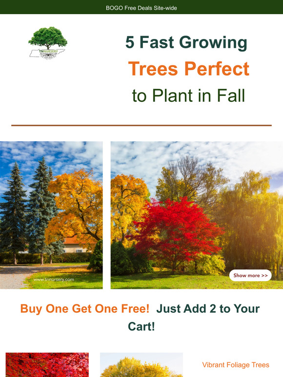 Garden Delights Nursery: 5 Fast Growing Trees Perfect For Fall Planting ...