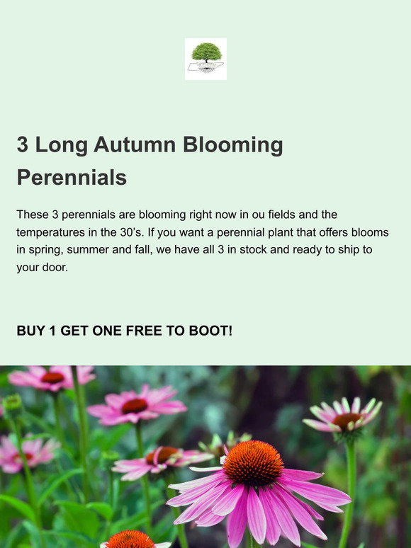 TN Nursery: Introducing: Majestic Redwood Trees! | Milled