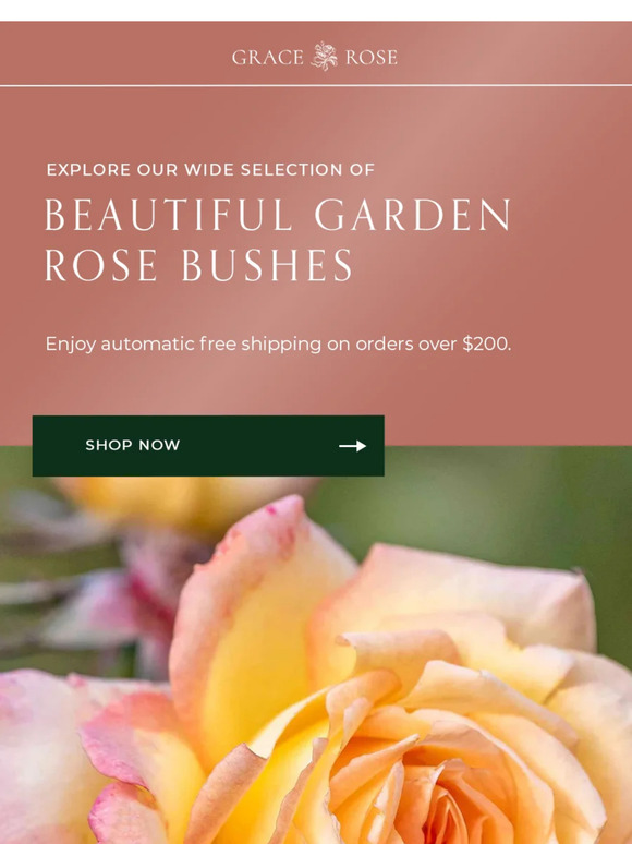 GRACE ROSE: These Popular Rose Bushes are Back in Stock | Milled