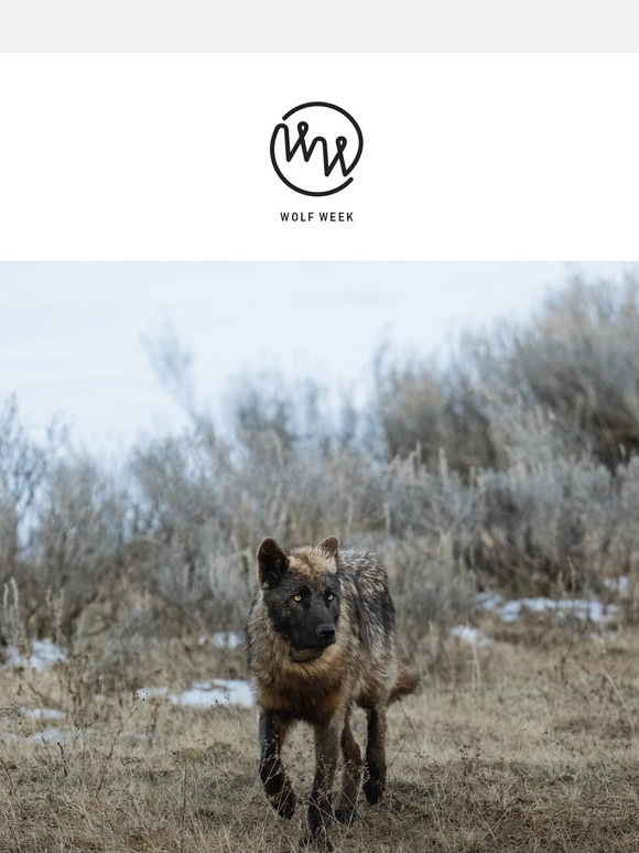 Jacques Marie Mage: SUPPORTING THE WOLVES OF THE ROCKIES | Milled
