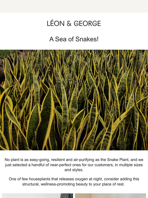 Leon & George: Fresh Arrivals: Snakes of all sizes | Milled