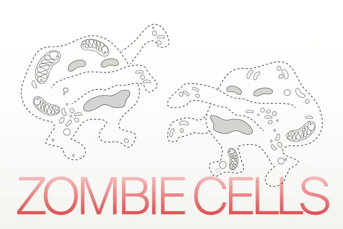 Timeline Nutrition: Zombie Cells Are Aging Us. Here’s How to Slay Them ...