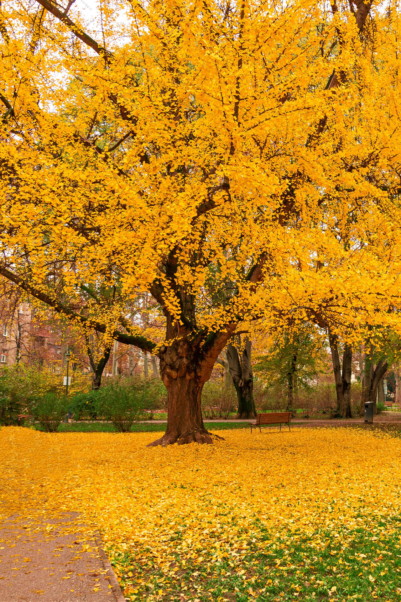 Garden Delights Nursery: Introducing Ginkgo Biloba! | Milled