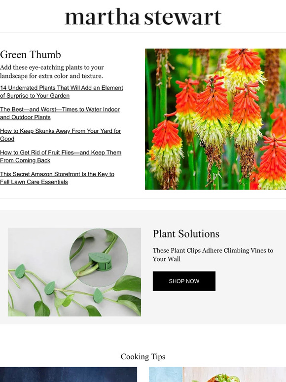 Better Homes and Gardens: 14 Underrated Plants That Will Add an Element ...