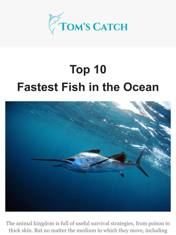 Tom's Catch: Top 10 Fastest Fish in the Ocean | Milled
