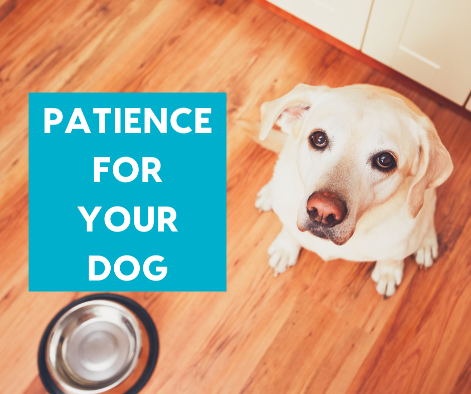 Pupford: [article] Have Patience For Your Dog | Milled