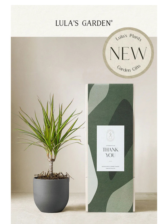 Lula's Garden: Explore Our Unique Pots And Plants! 🌿 | Milled