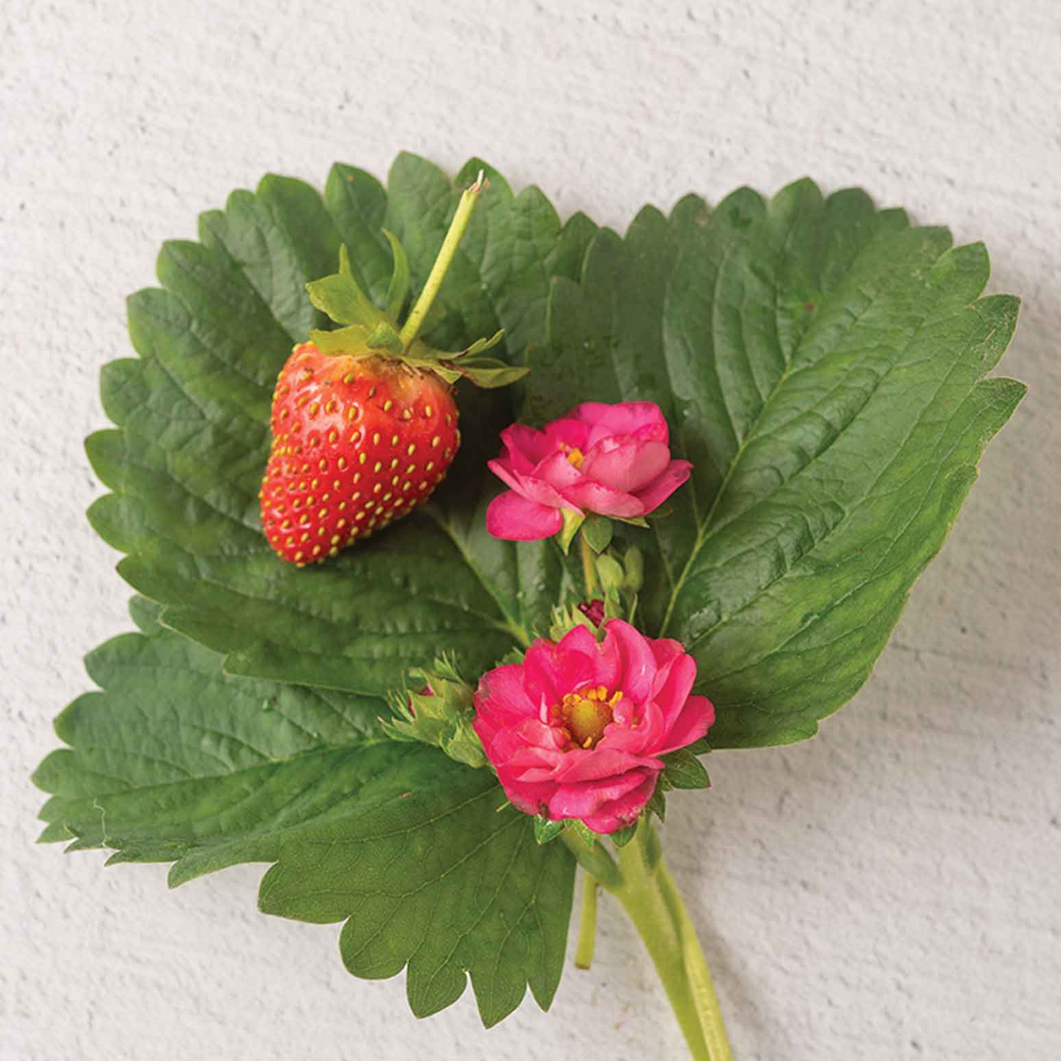 Johnny's Selected Seeds: New 2024 Digital Catalog | Milled