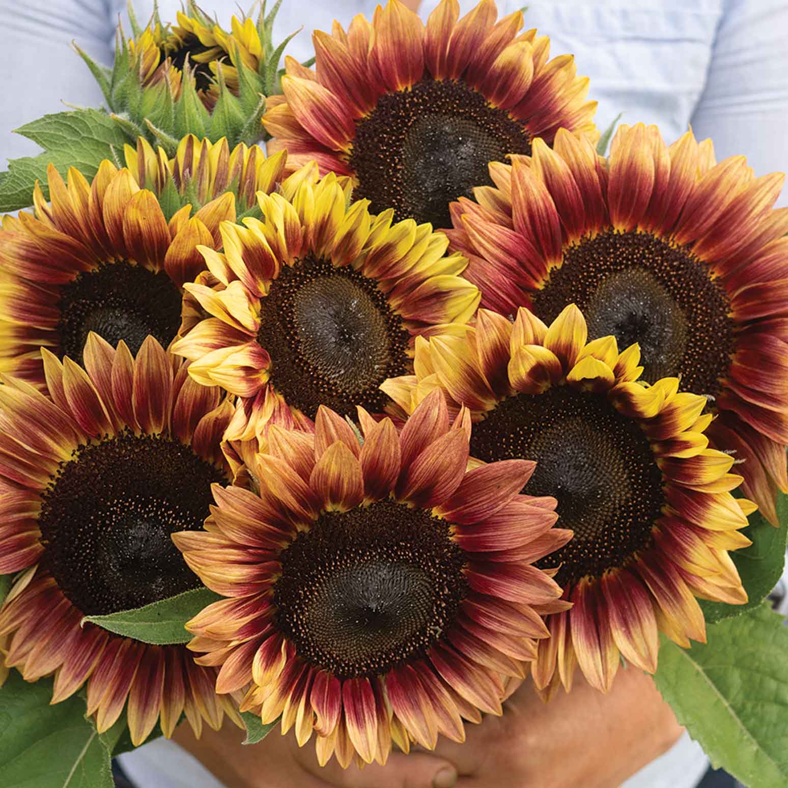 Johnny's Selected Seeds: New 2024 Digital Catalog | Milled