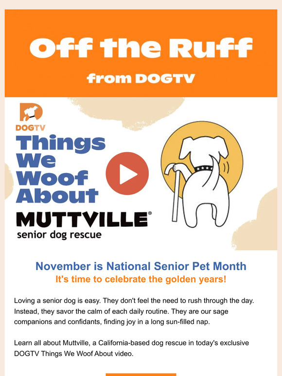 DOGTV: Honoring Older Pups During National Senior Dog Month 🐕 | Milled