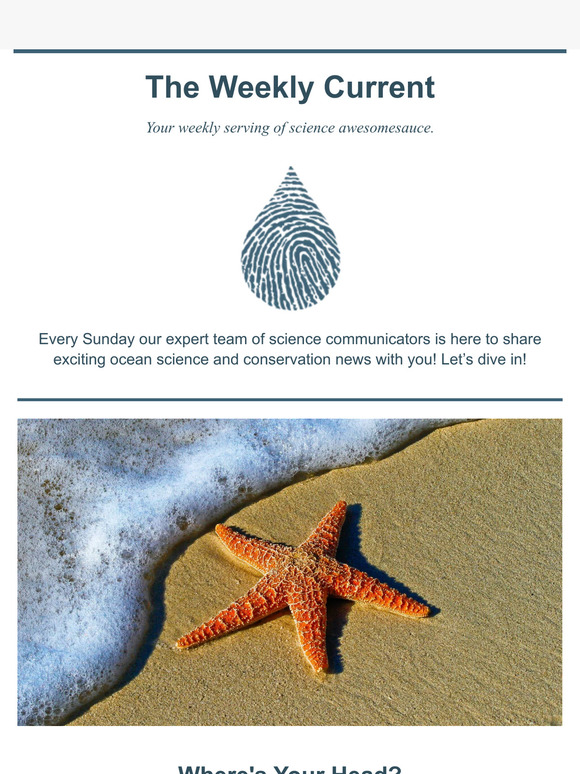 Waterlust: How To Hug A Sea Star? | Milled