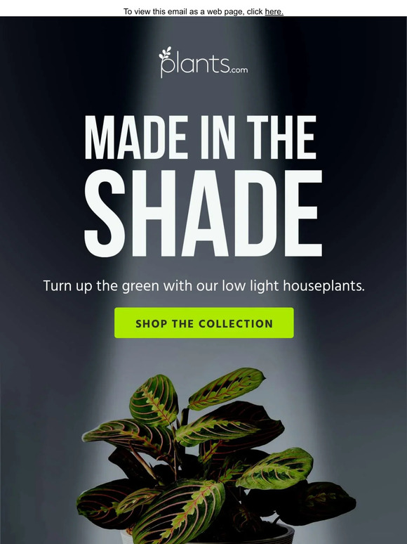 Plants com au - Send Plants as Living Gifts: Short on Light? We’ve Got ...