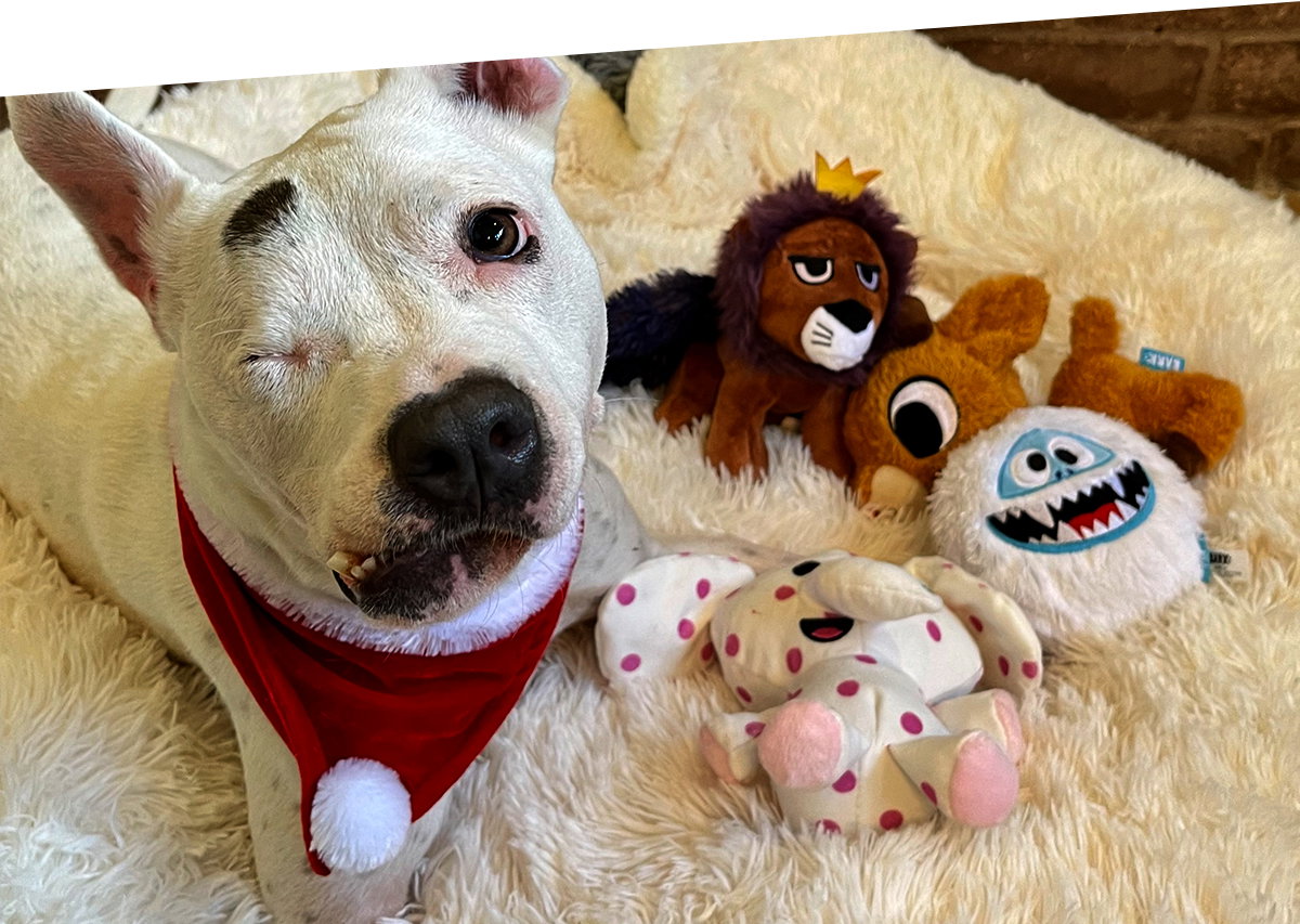 BarkBox: 🎄🦌 Out now - ...'s Rudolph® Holiday Box + FREE Upgrade 🎁🐶 | Milled