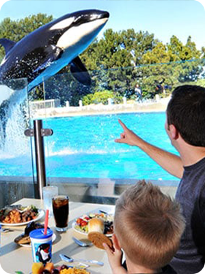 SeaWorld: 🤩 New at SeaWorld: Trainer for a Day! | Milled
