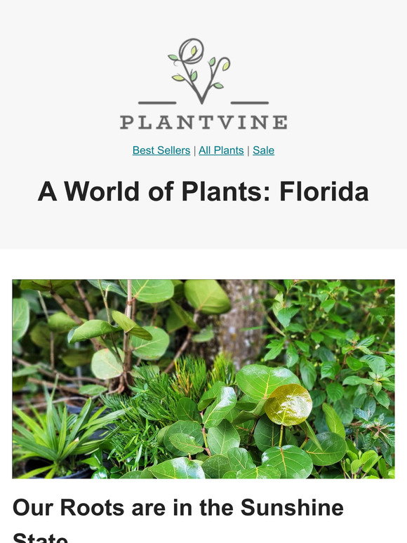PlantVine: Explore a World of Native Florida Plants from PlantVine.com ...