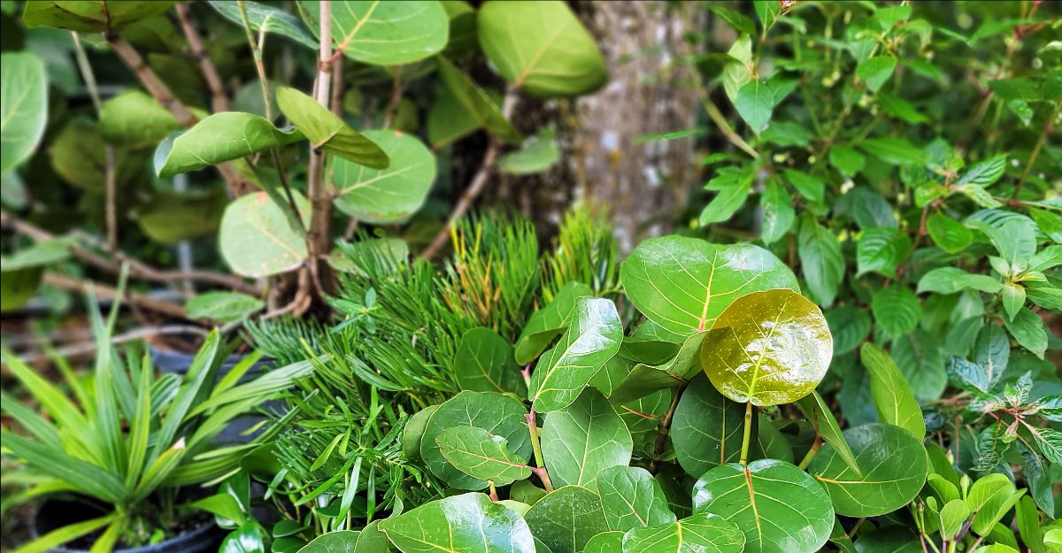 PlantVine: Explore a World of Native Florida Plants from PlantVine.com ...
