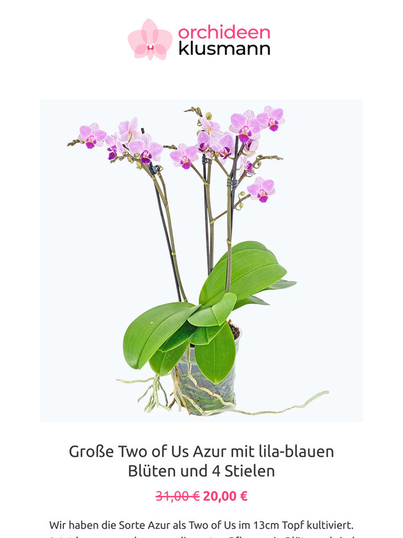 Orchideen Klusmann: 🌸 Frisch eingetroffen: Besondere neue Orchideen | Milled