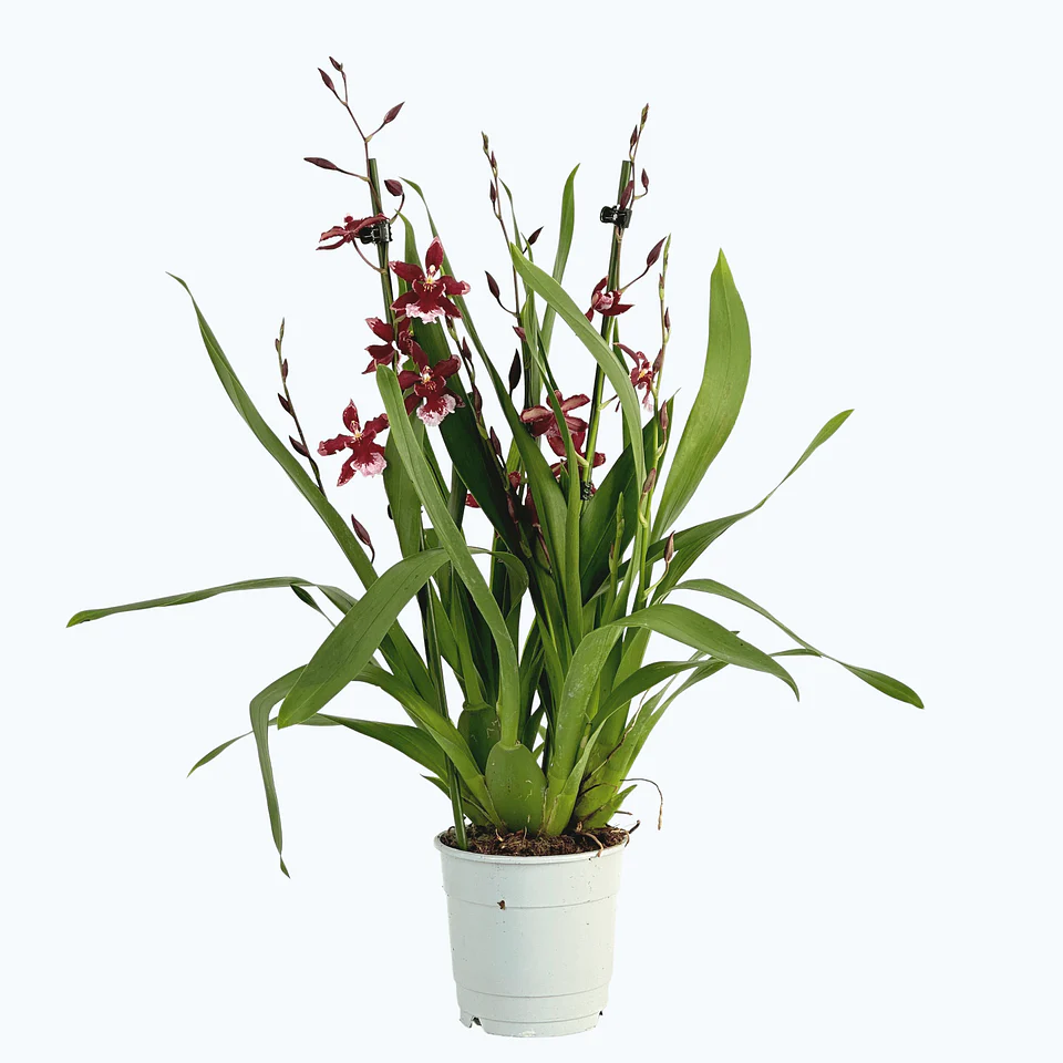 Orchideen Klusmann: 🌸 Frisch eingetroffen: Besondere neue Orchideen | Milled