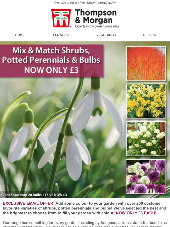 Thompson & Morgan: ONLY £3! Mix & Match Shrubs, Perennials & Bulbs | Milled