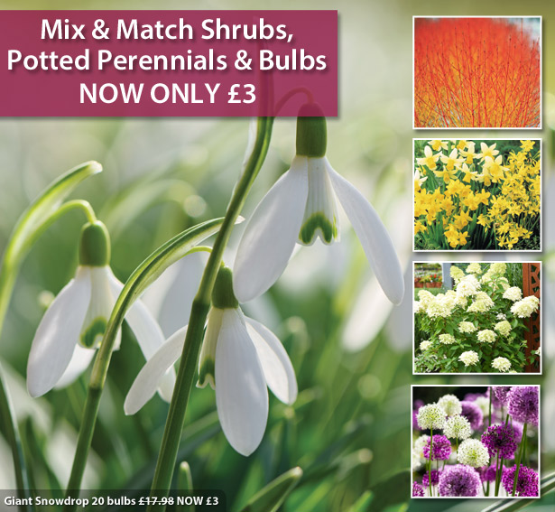 Thompson & Morgan: ONLY £3! Mix & Match Shrubs, Perennials & Bulbs | Milled