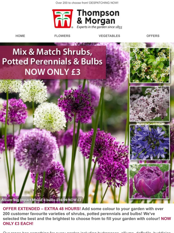 Thompson & Morgan: ONLY £3! Mix & Match Shrubs, Perennials & Bulbs ...