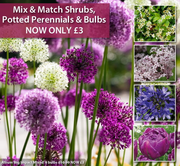 Thompson & Morgan: ONLY £3! Mix & Match Shrubs, Perennials & Bulbs ...