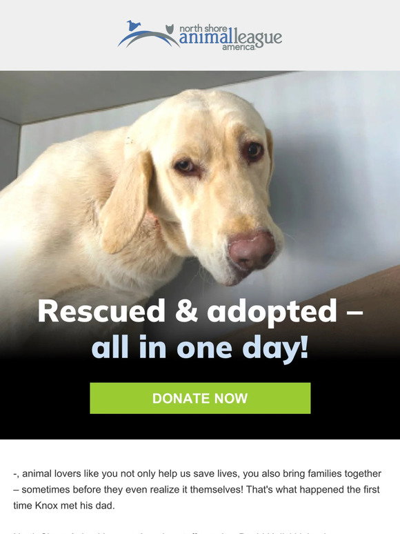 North Shore Animal League: This Lab’s life changed in one day | Milled