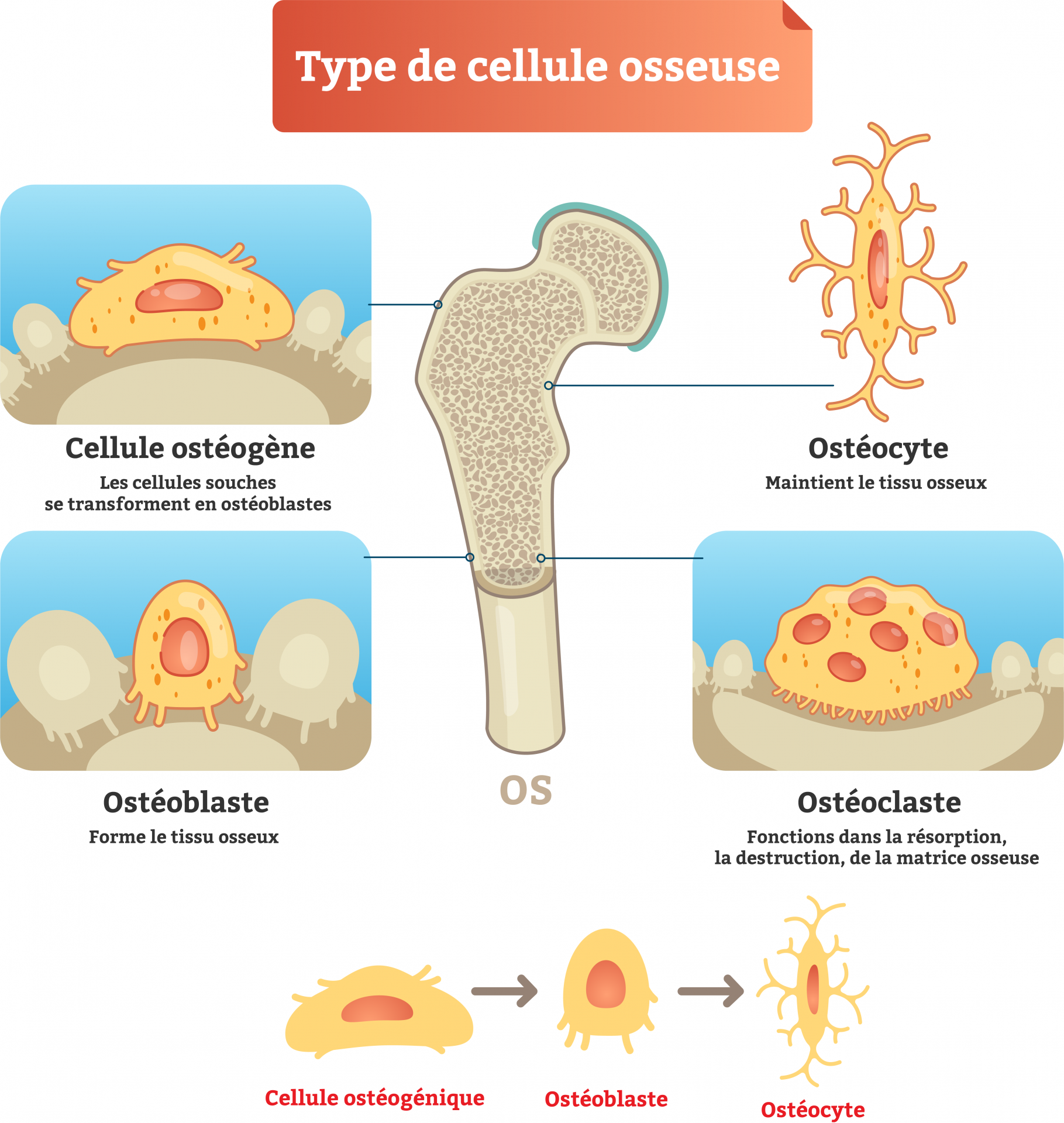 Cellinnov: Ce minéral représente 99% de votre masse osseuse | Milled