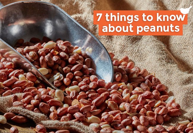 Happy Beaks: 7 things to know about bird peanuts | Milled