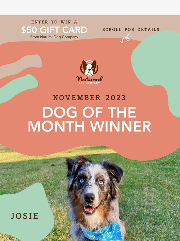 Natural Dog Company: Meet Josie, our November Dog of the Month! | Milled