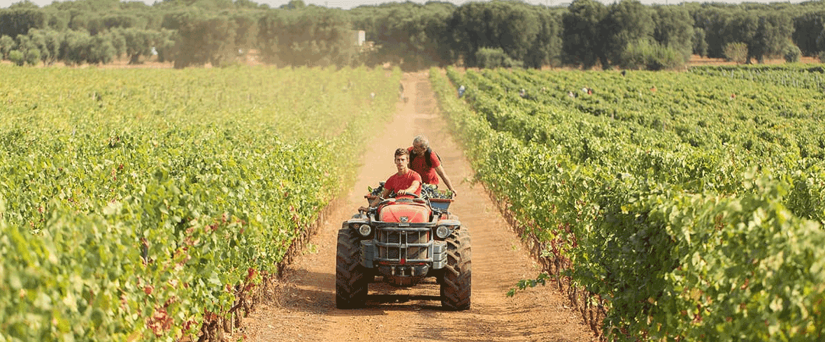 Silkes Weinkeller: Weinblatt: Winzerview mit Star-Winzer Mario Ercolino ...