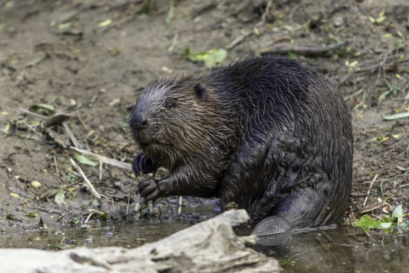 New Scientist: How beavers could save Britain's biodiversity | Milled