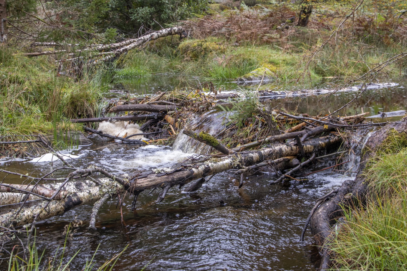 New Scientist: How beavers could save Britain's biodiversity | Milled