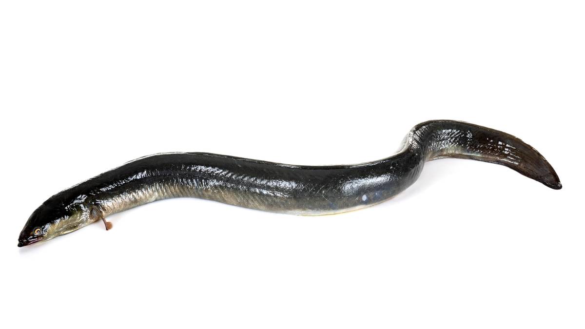 Trouw: De Klimaatlifter | Paling als proefkonijn | Shells ...