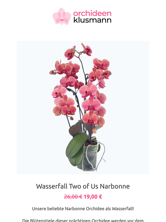 Orchideen Klusmann DE: In der Aktion: Narbonne als Wasserfall & Azur | Milled