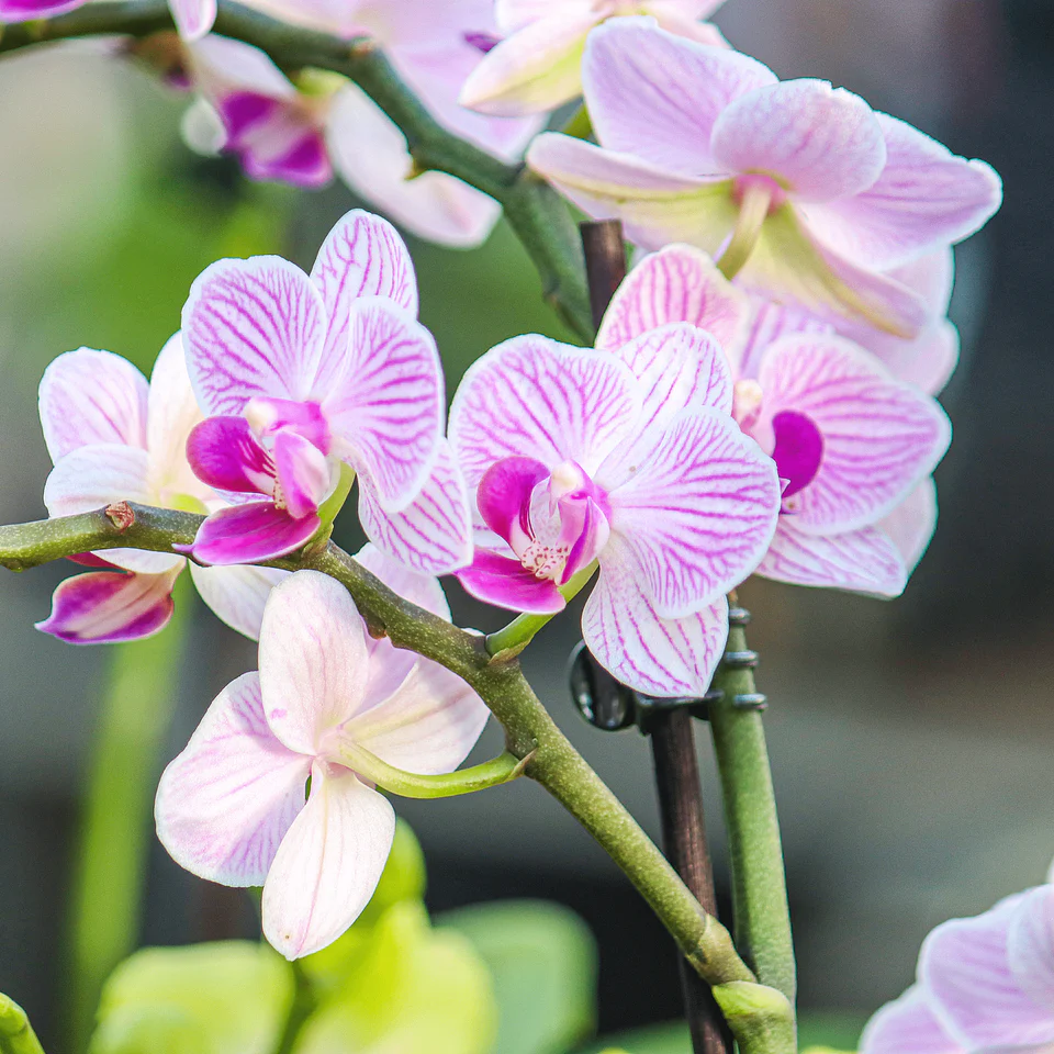 Orchideen Klusmann DE: In der Aktion: Narbonne als Wasserfall & Azur | Milled