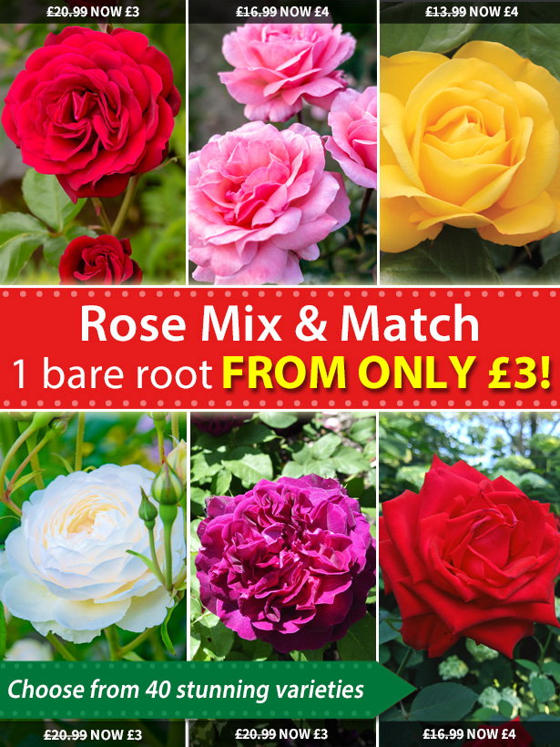 Van Meuwen: From ONLY £3 each! Rose Mix & Match Special! | Milled
